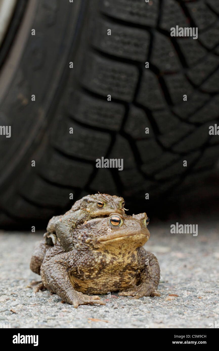 danger : Common toad - male and female on a road Stock Photo - Alamy