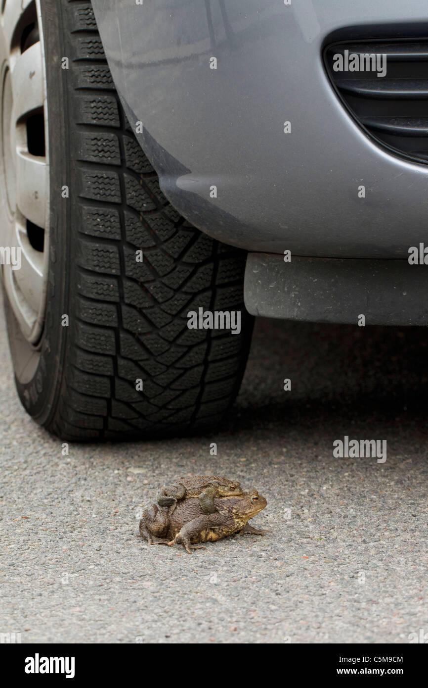 danger : Common toad - male and female on a road Stock Photo - Alamy