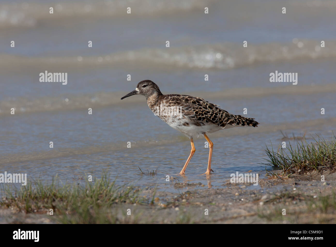 Female ruff hi-res stock photography and images - Alamy