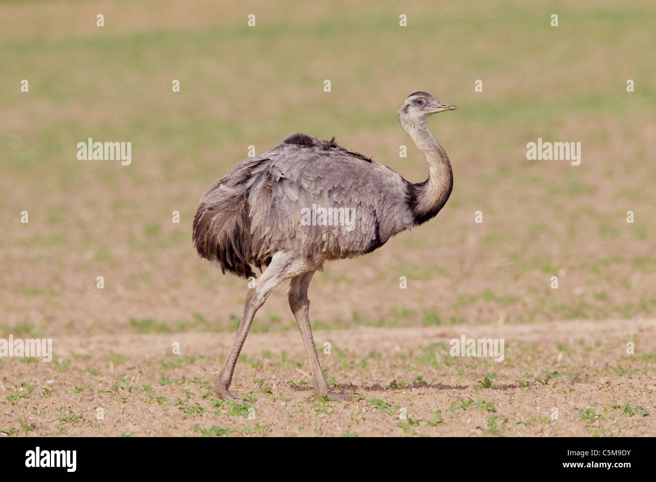 Greater Rhea (male) - walking / Rhea americana Stock Photo - Alamy