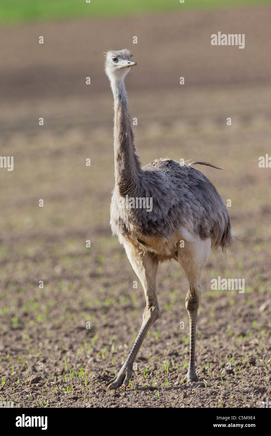 Greater Rhea (female) - walking / Rhea americana Stock Photo - Alamy