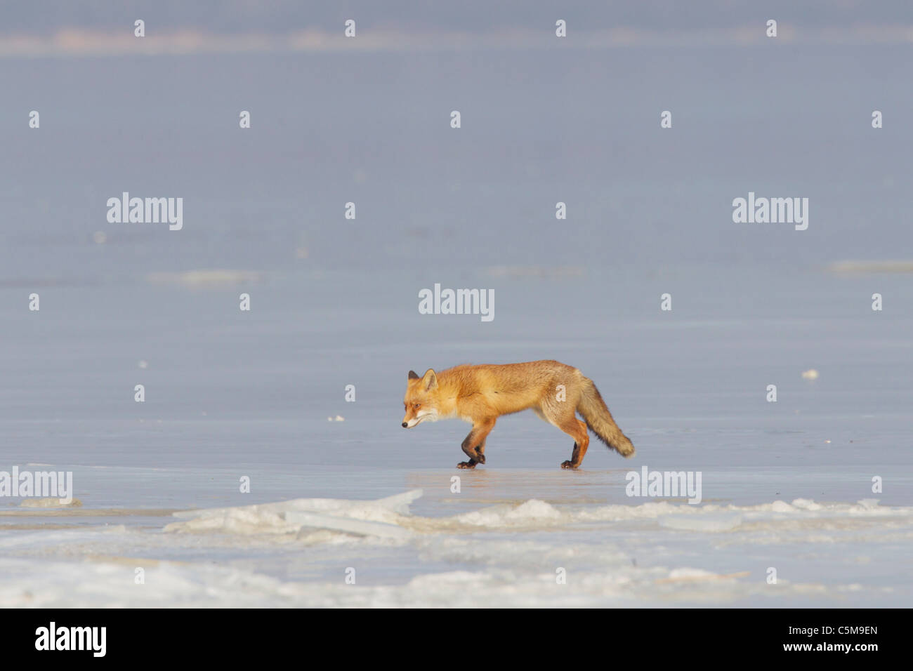 Red fox on frozen lake / Vulpes vulpes Stock Photo - Alamy