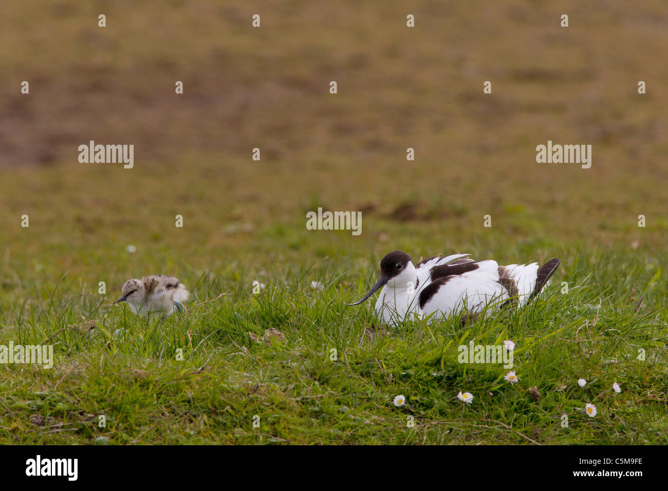 Pied Avocet with chick / Recurvirostra avosetta Stock Photo - Alamy