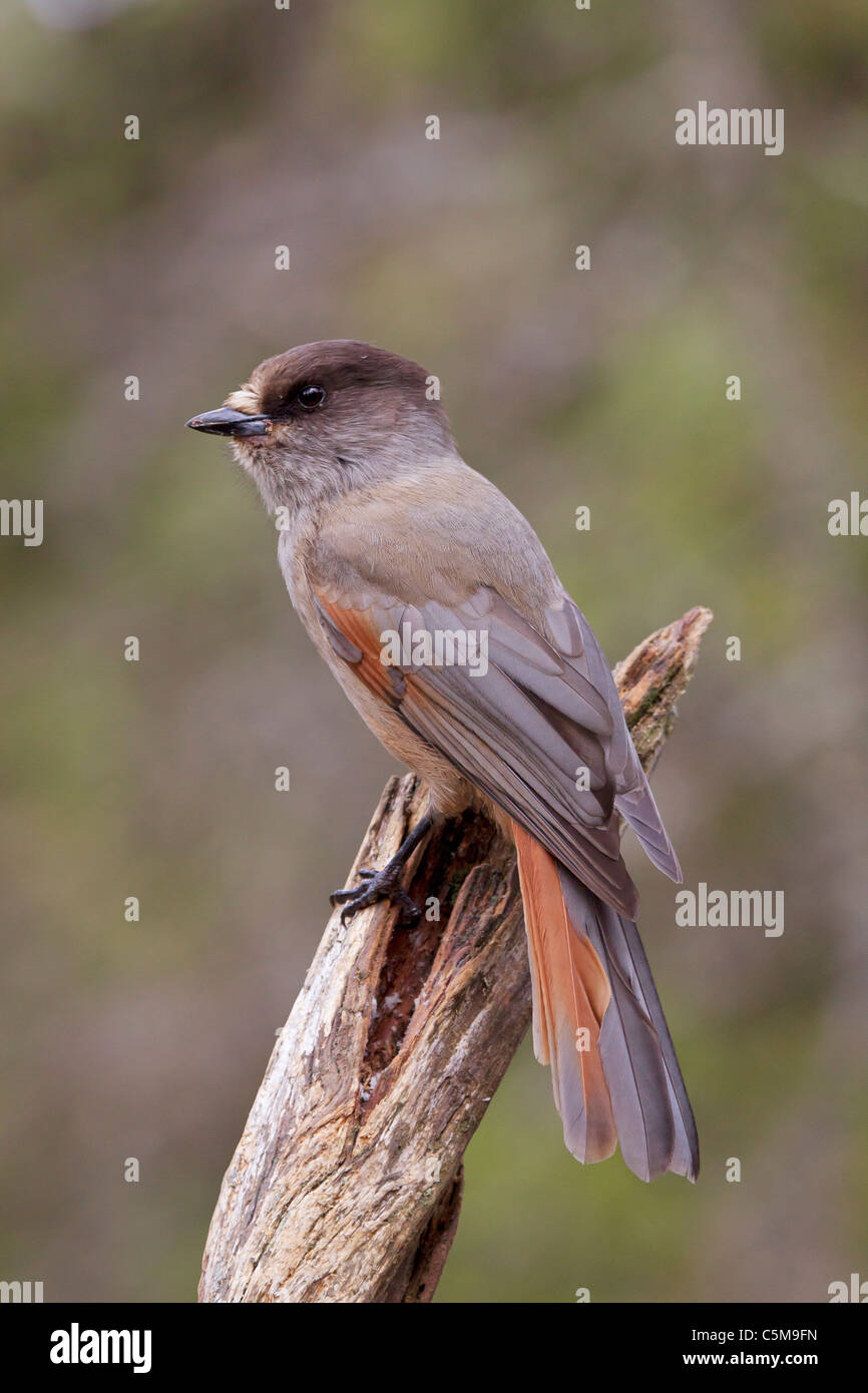 Siberian Jay / Perisoreus infaustus Stock Photo - Alamy