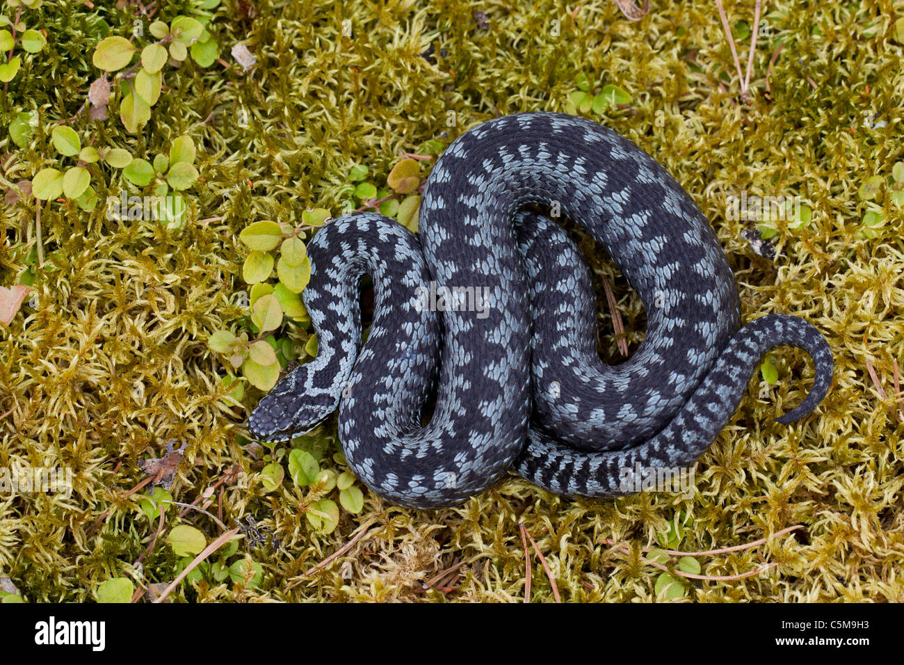 common European adder / Vipera berus Stock Photo - Alamy