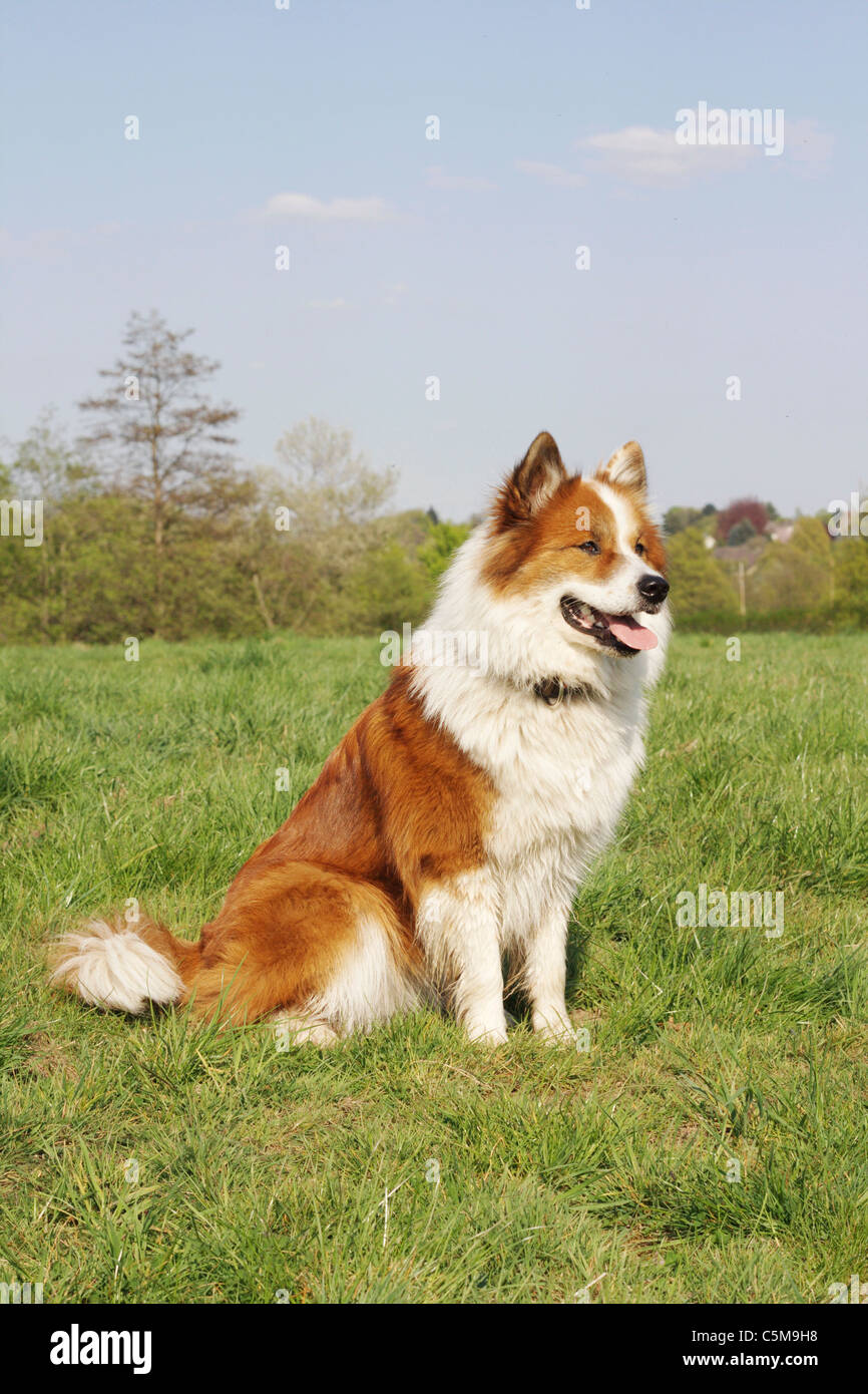 Elo dog - sitting on meadow Stock Photo - Alamy