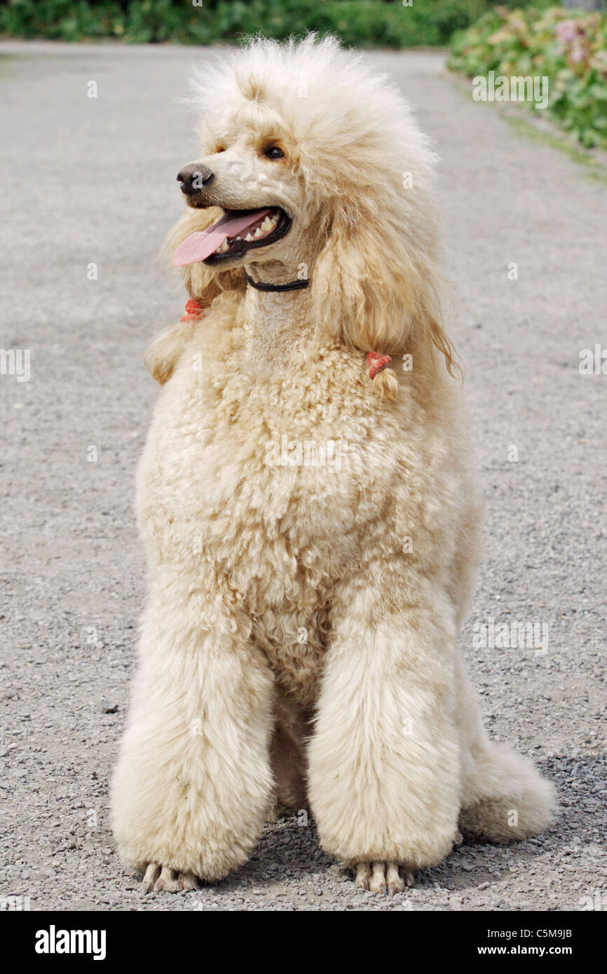 Standard sitting hi-res stock photography and images - Alamy