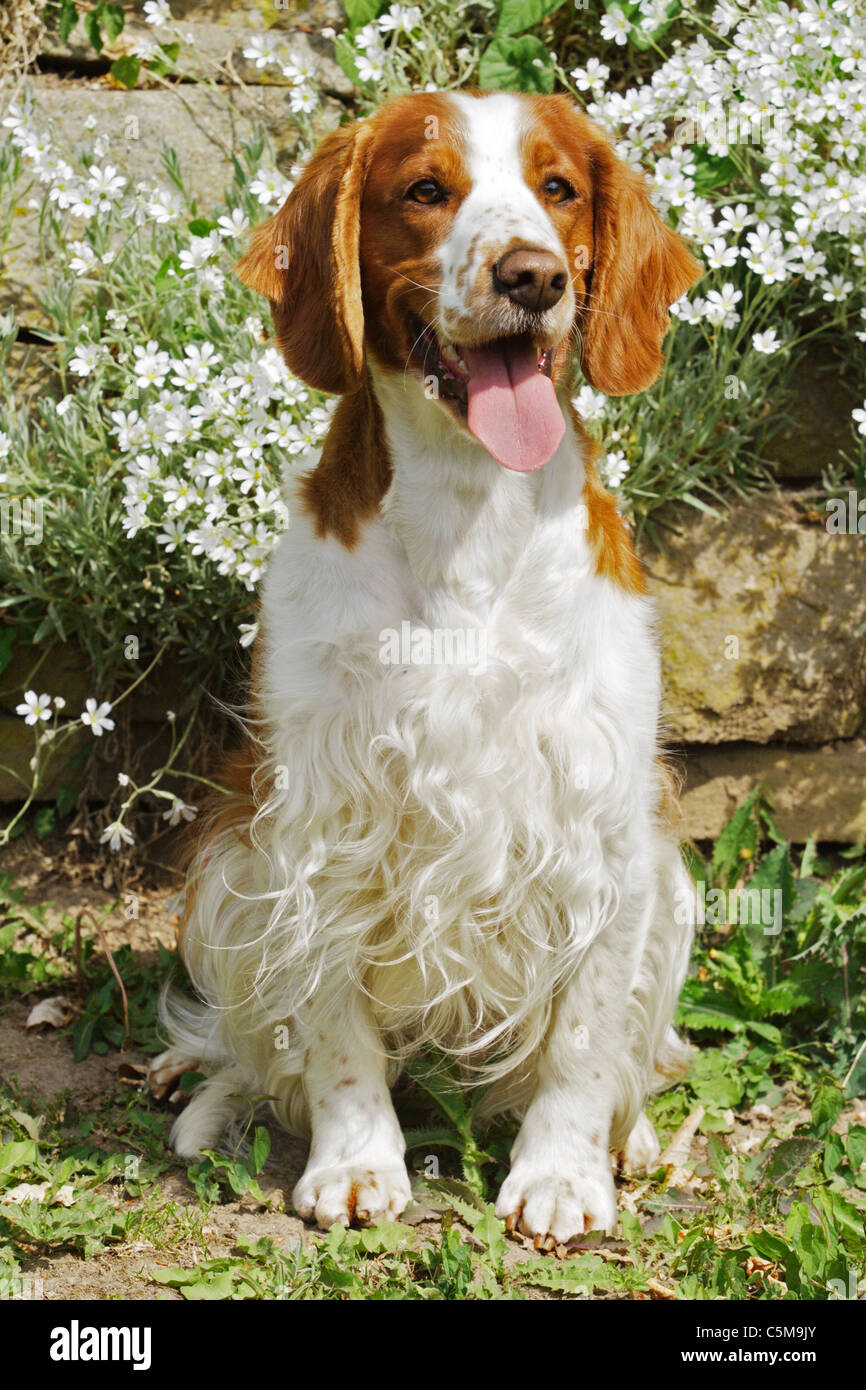 Welsh spaniel hi-res stock photography and images - Alamy