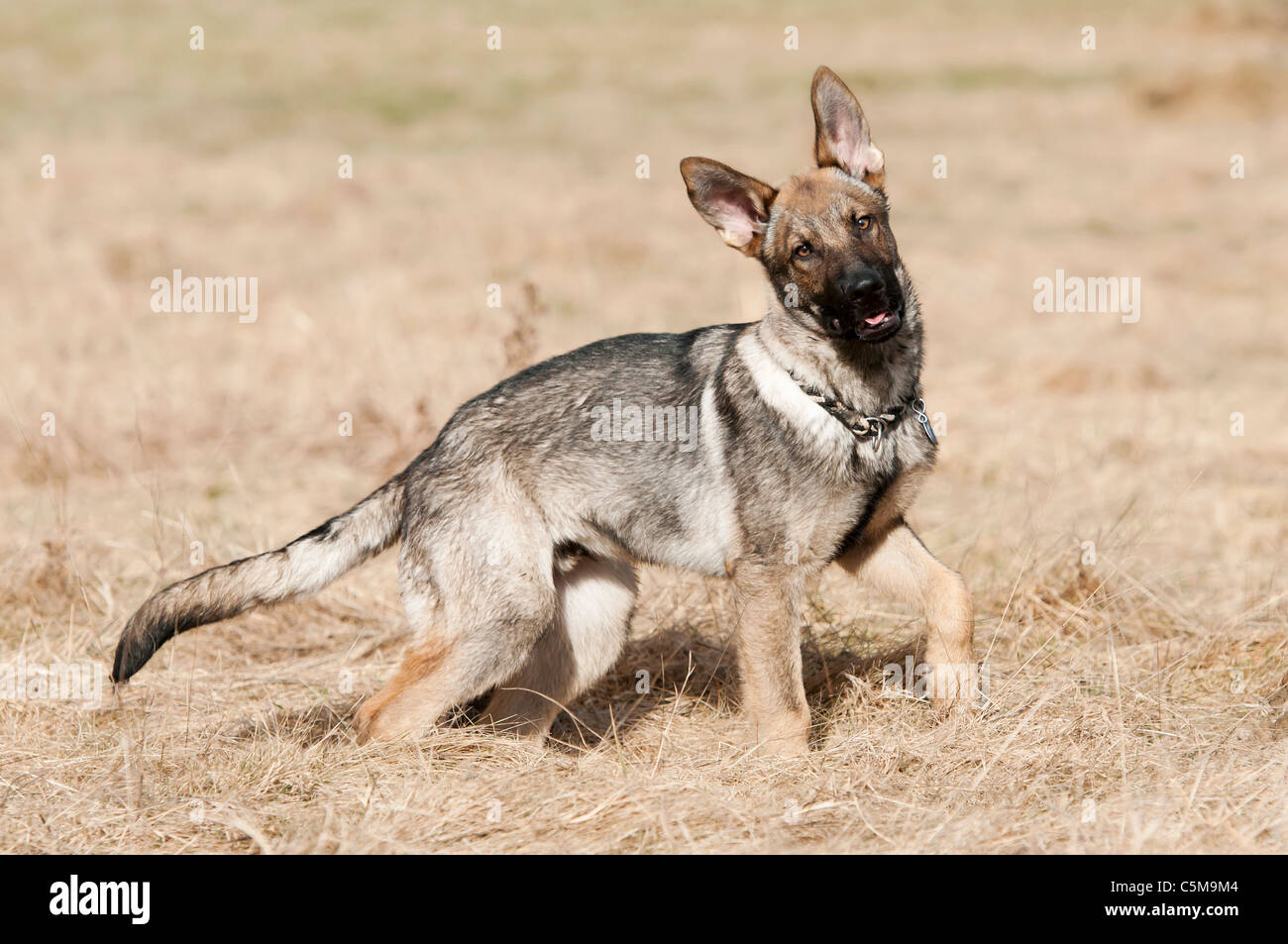 young half breed dog - standing Stock Photo - Alamy