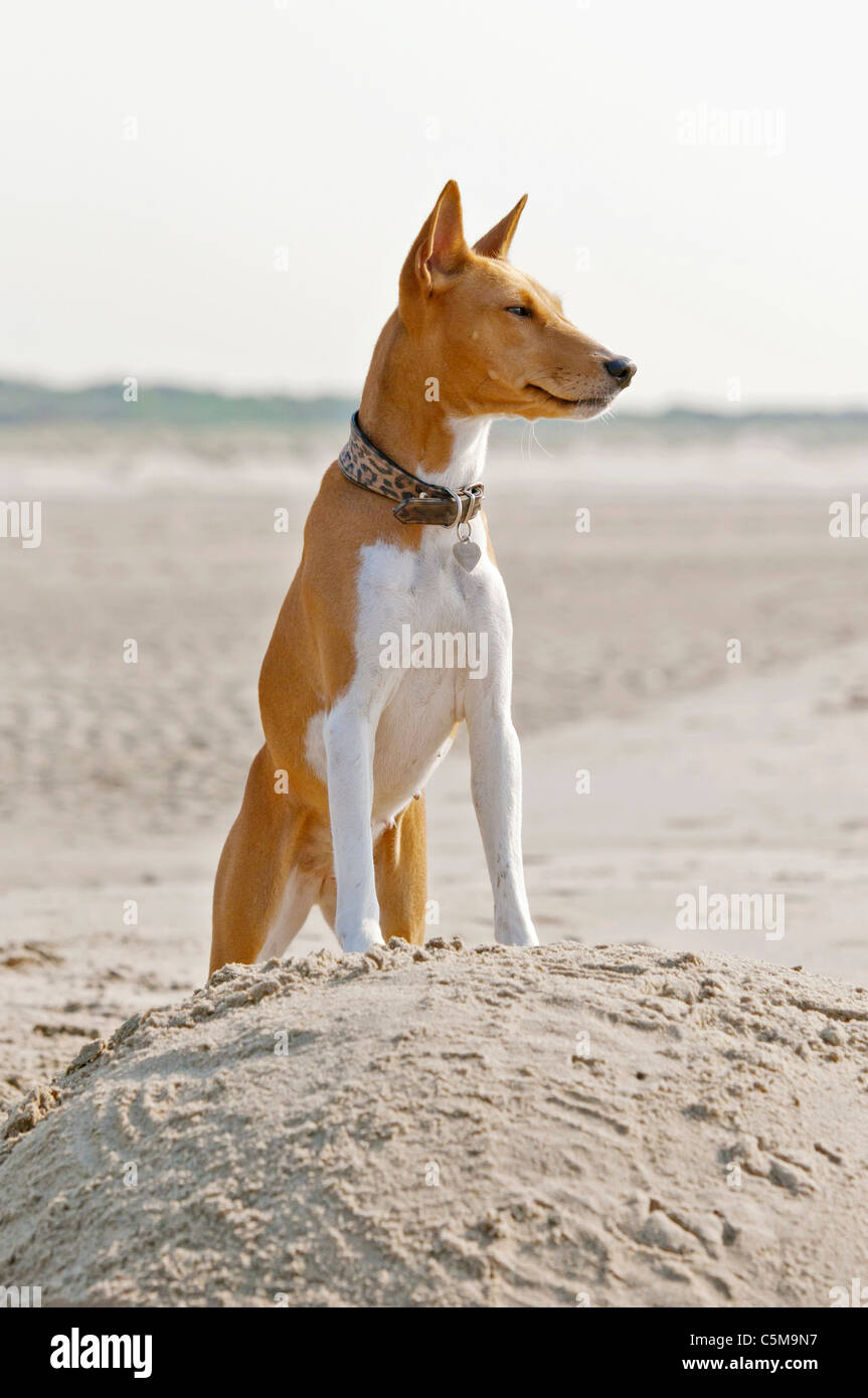 Congo beach hi-res stock photography and images - Alamy