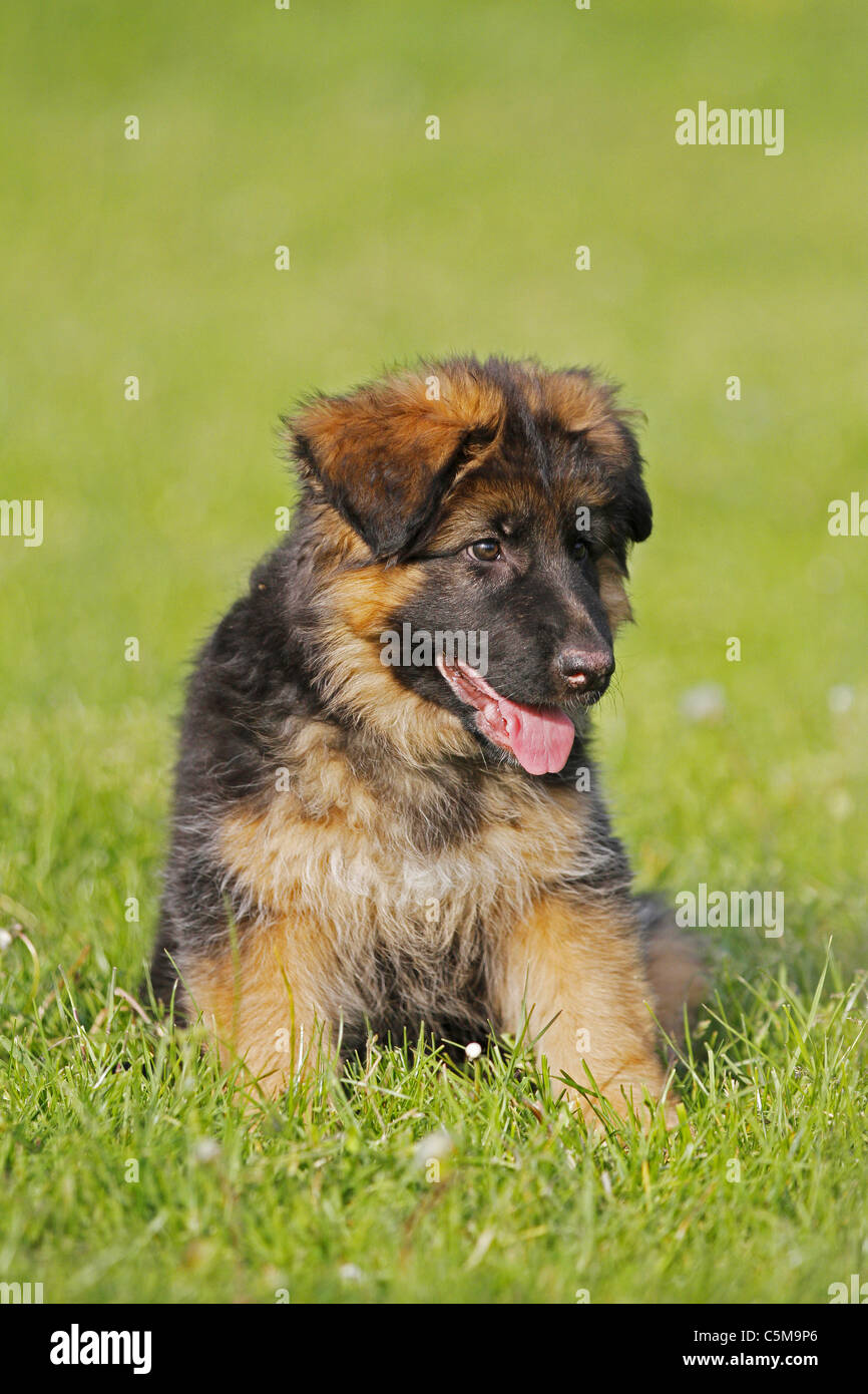 Shepherd dog - puppy sitting on meadow Stock Photo - Alamy