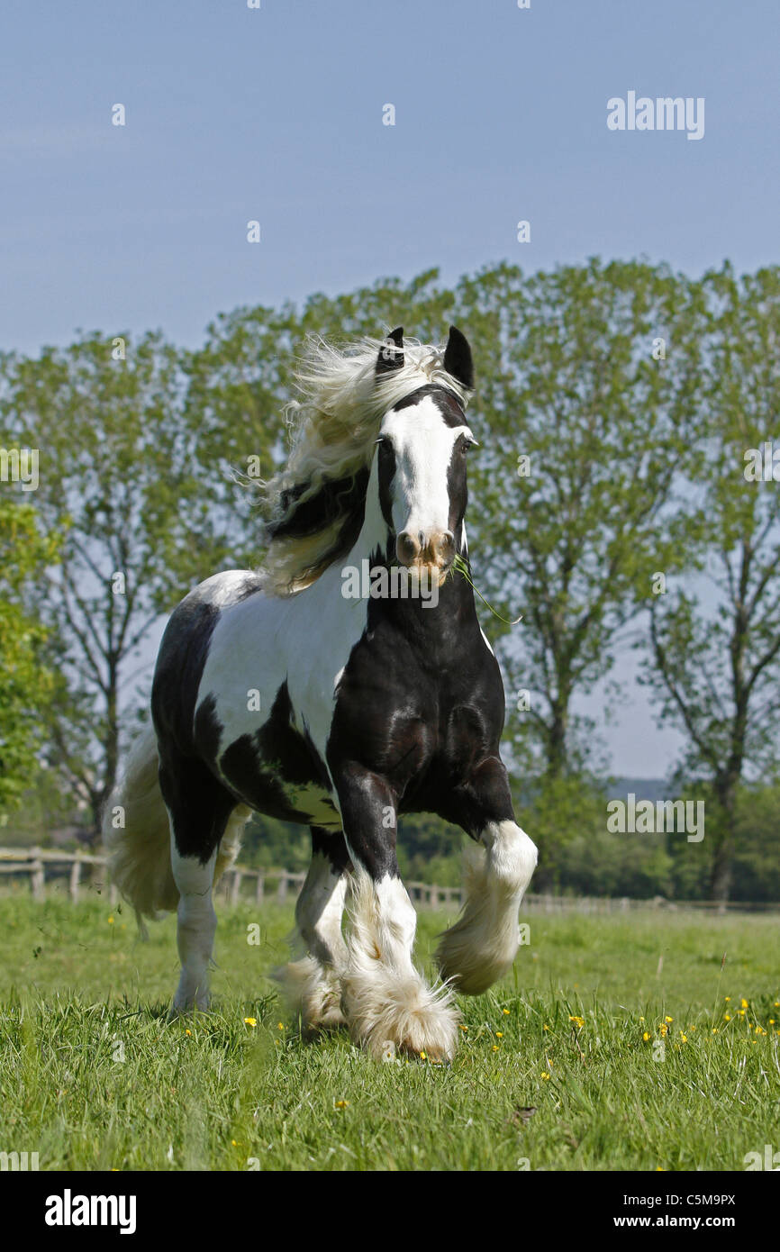 Tinker Pony horse on meadow Stock Photo - Alamy