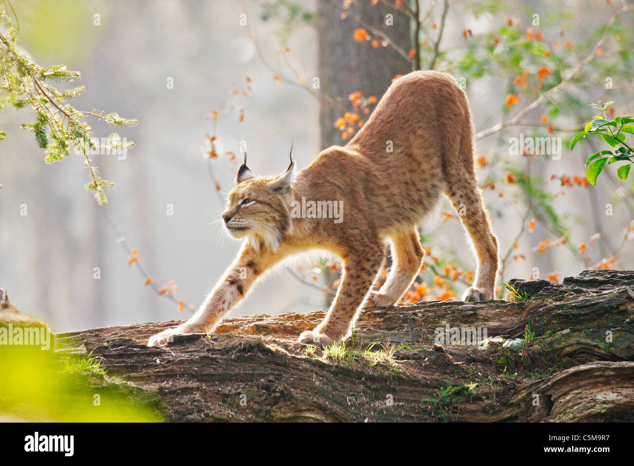 Eurasian Lynx (Lynx lynx). Adult stretching Stock Photo - Alamy