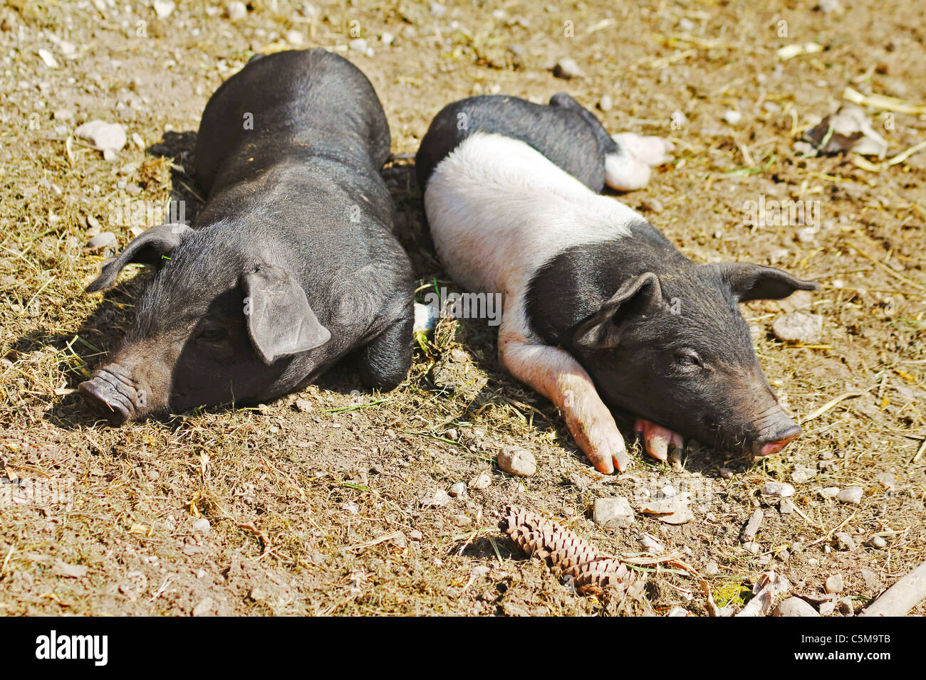 Two sleeping pigs hi-res stock photography and images - Alamy