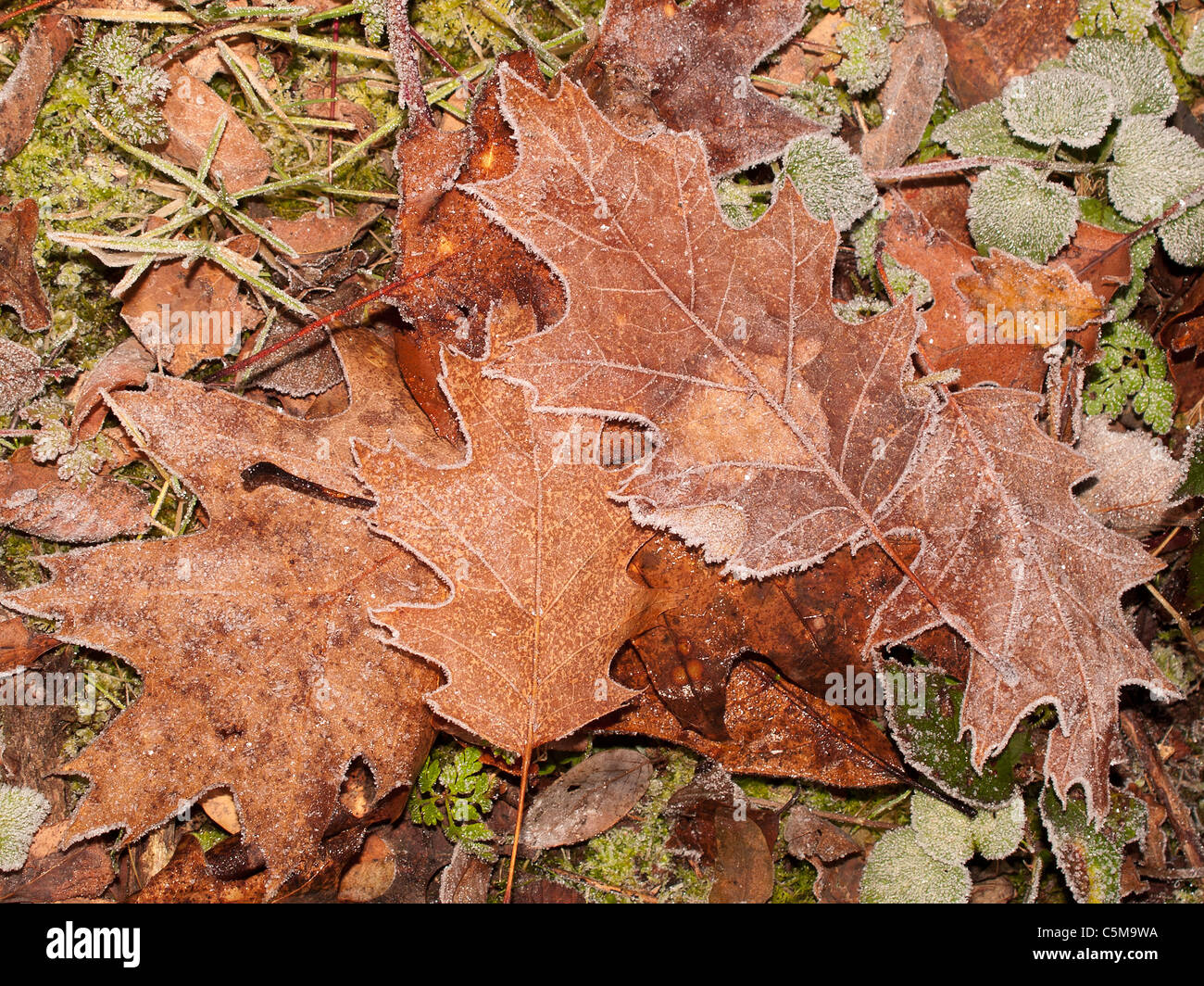 A frozen Oak leaf, Quercus rubra, on forest Stock Photo - Alamy