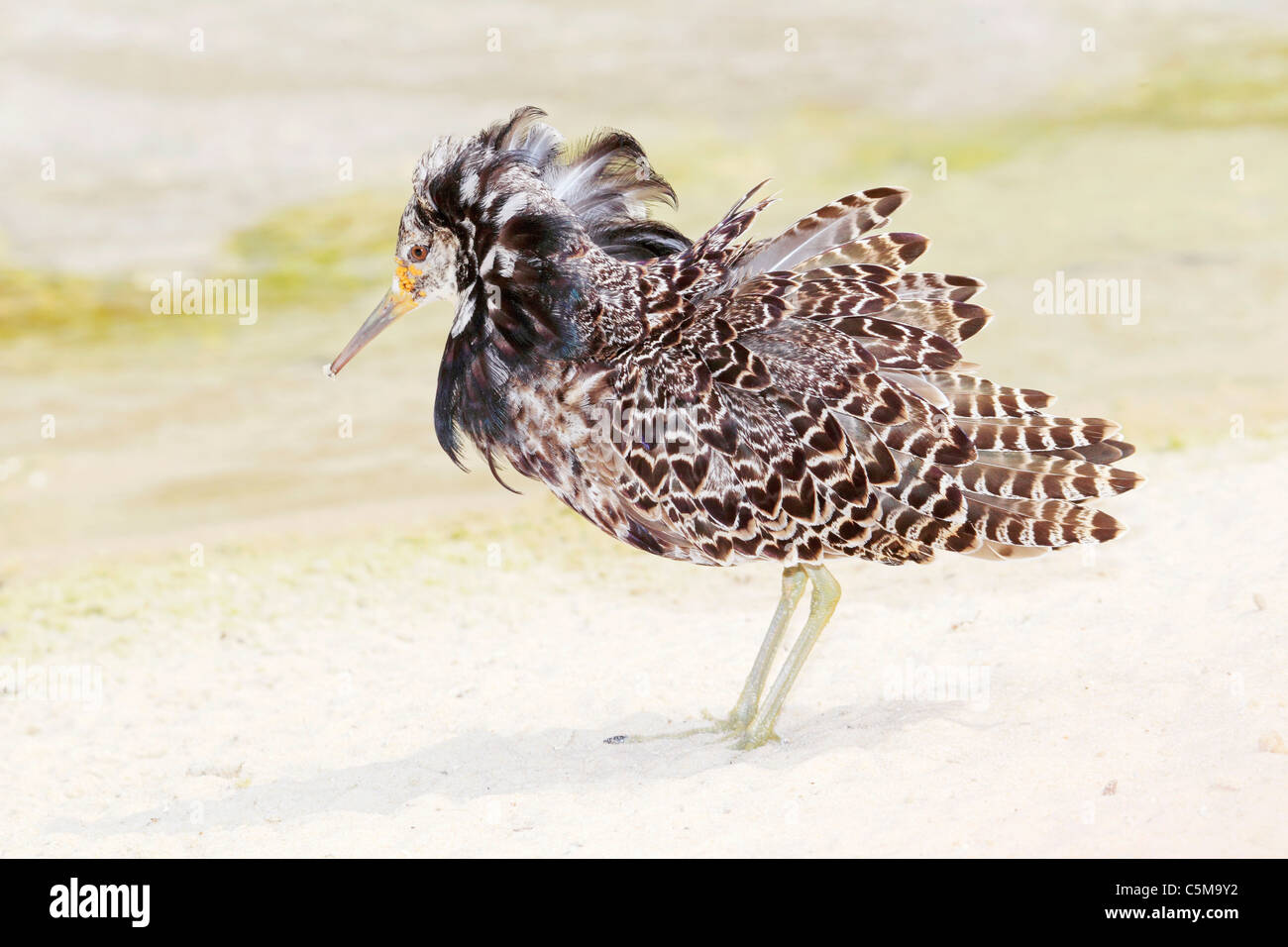 Ruff - standing / Philomachus pugnax Stock Photo - Alamy
