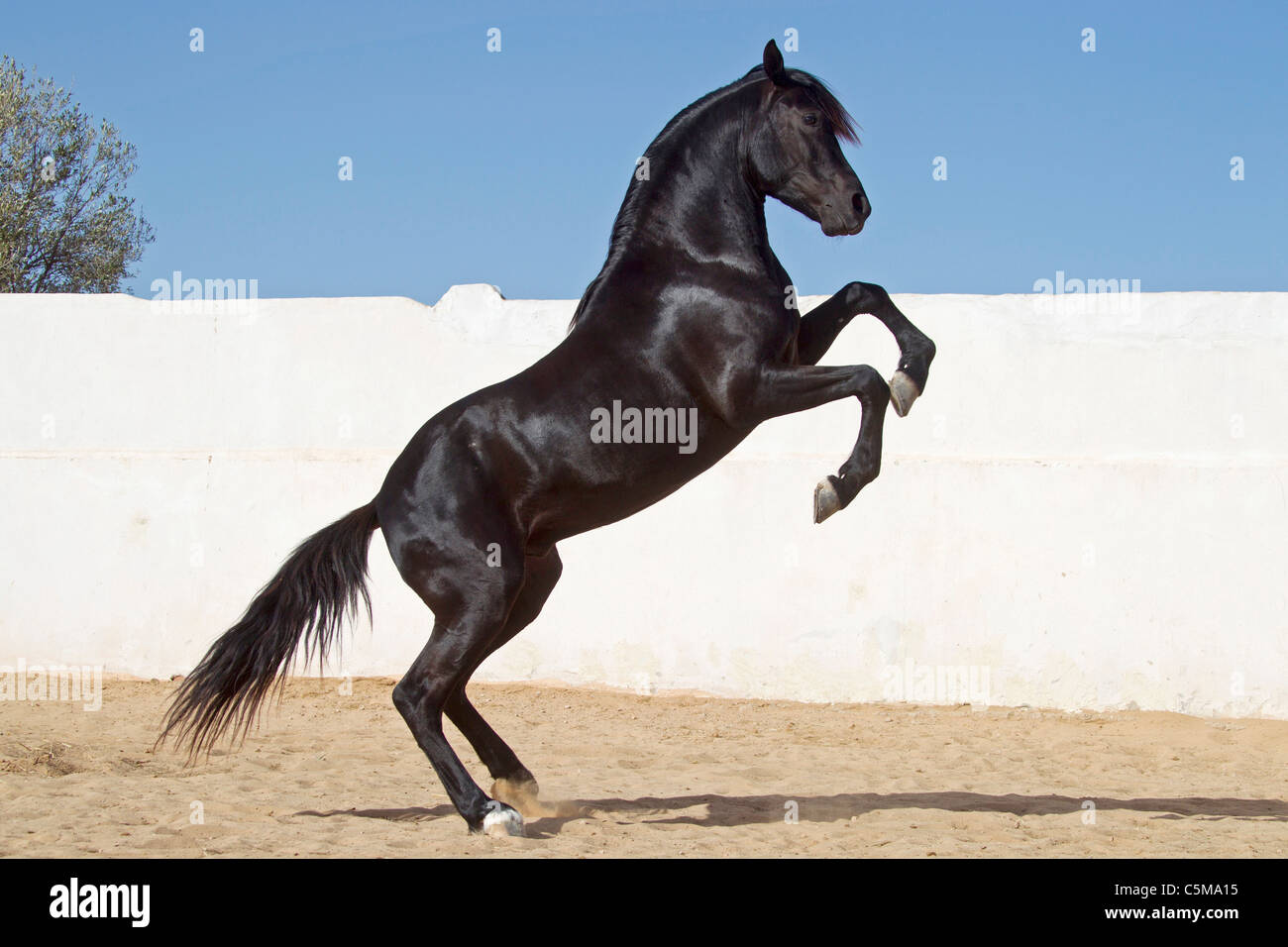 Black Arabian Horse Images