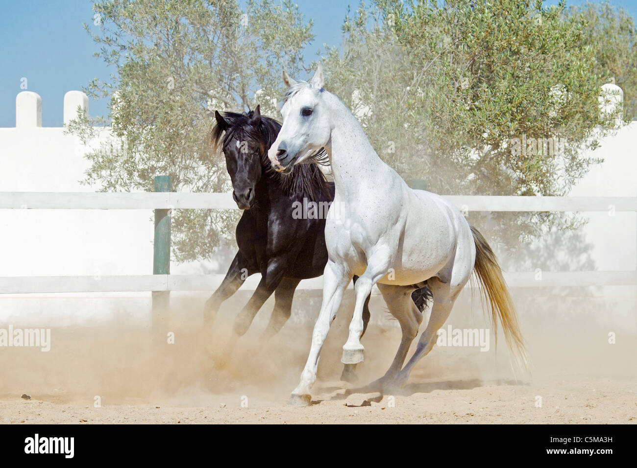 Arabian Horse Running