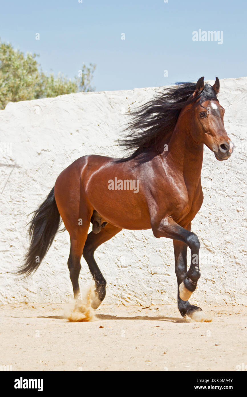 Barb horse - walking Stock Photo - Alamy