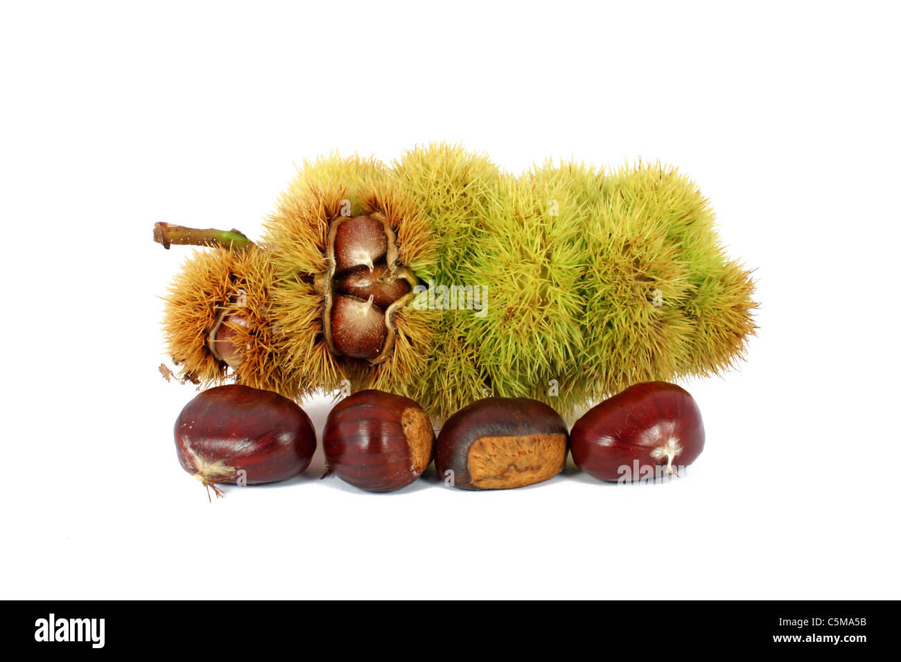 Chestnuts inside husk isolated on white Stock Photo - Alamy