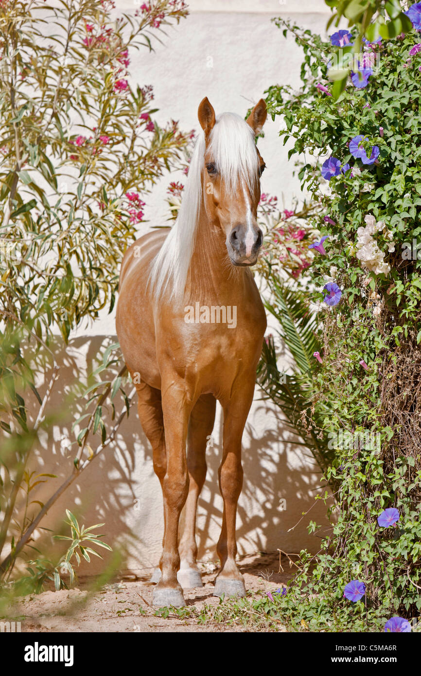 Barb horse - standing Stock Photo - Alamy