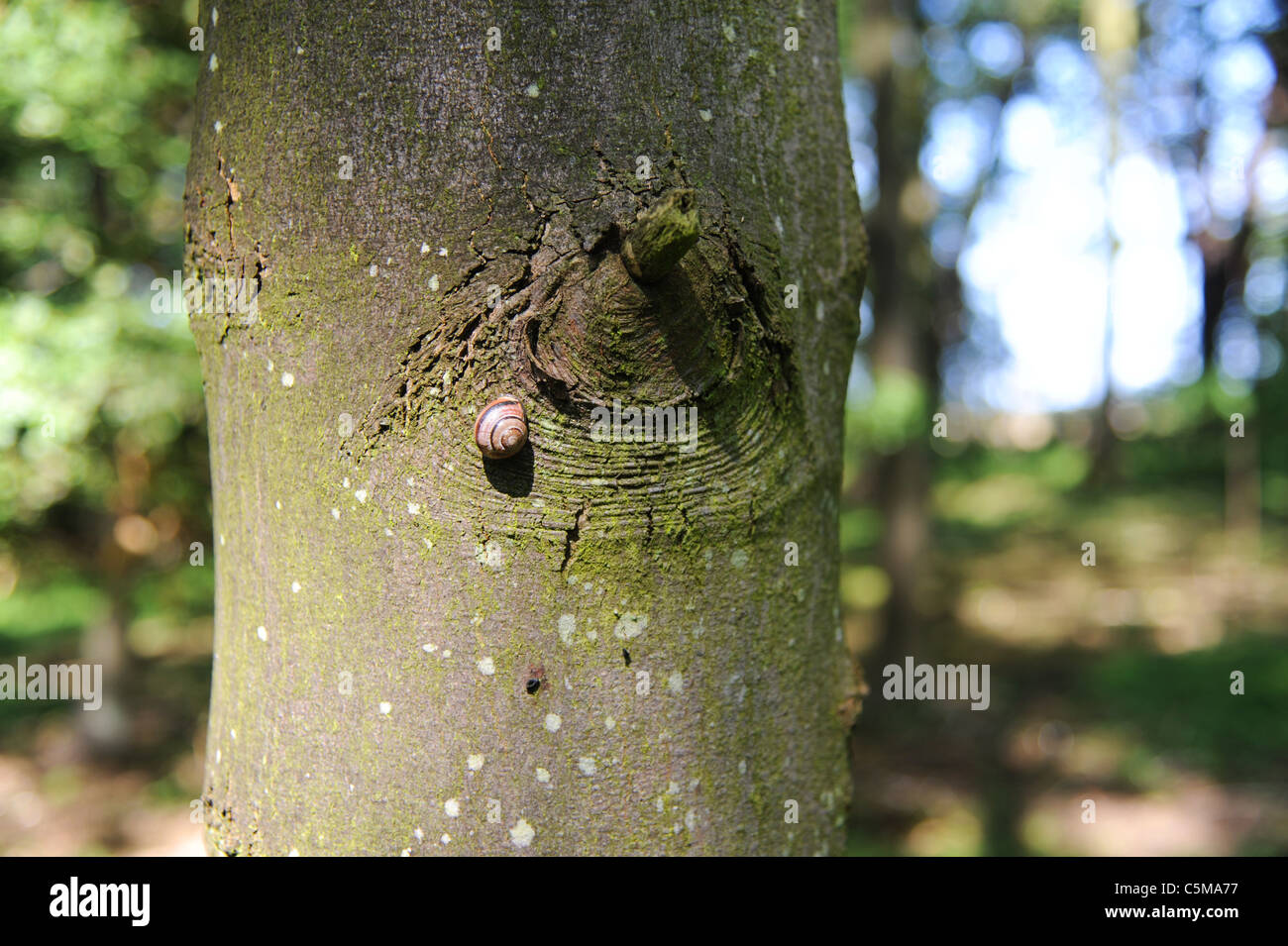 Snail on a tree in the woods Stock Photo - Alamy
