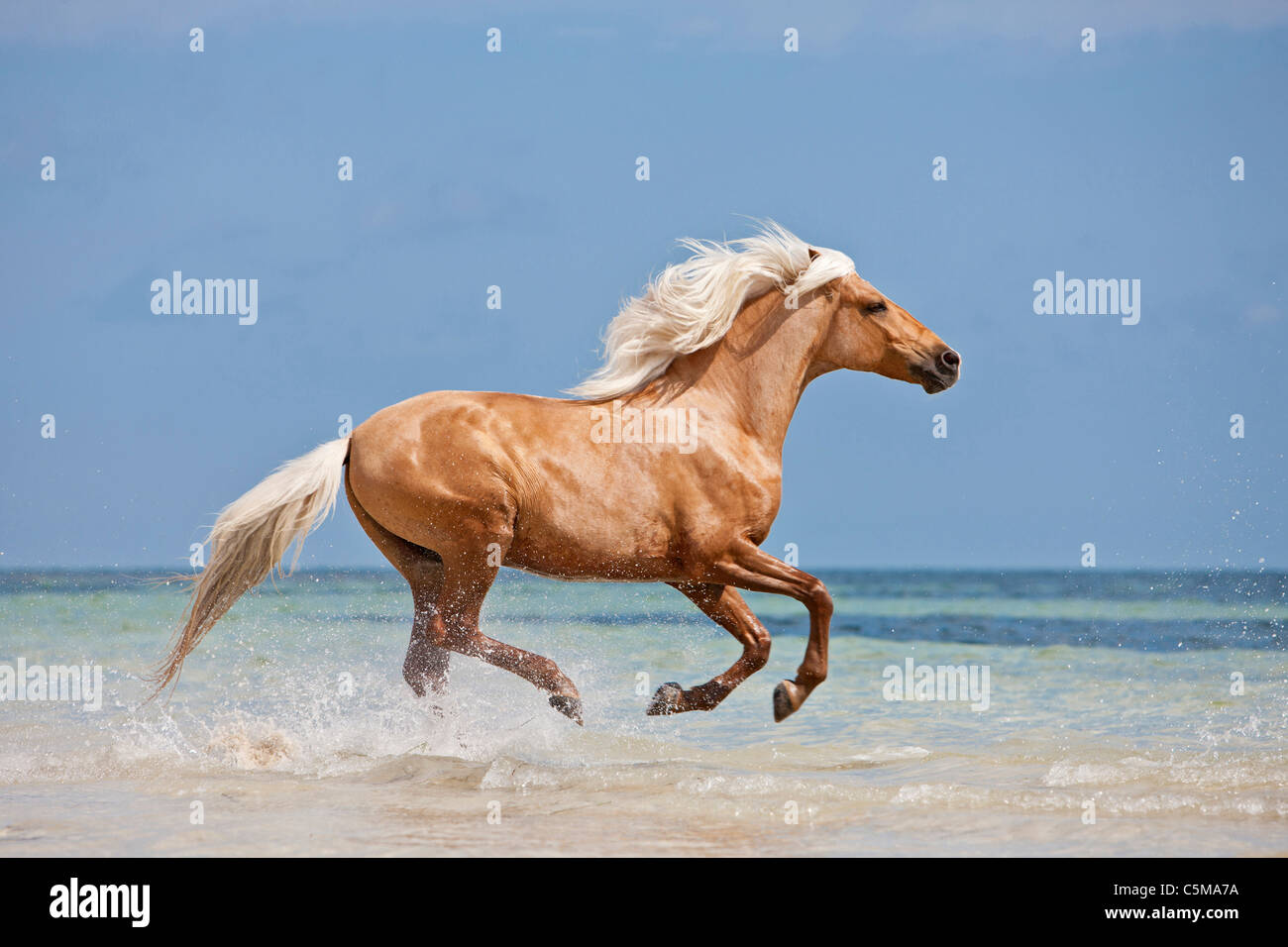 Palomino Horse Running In Water