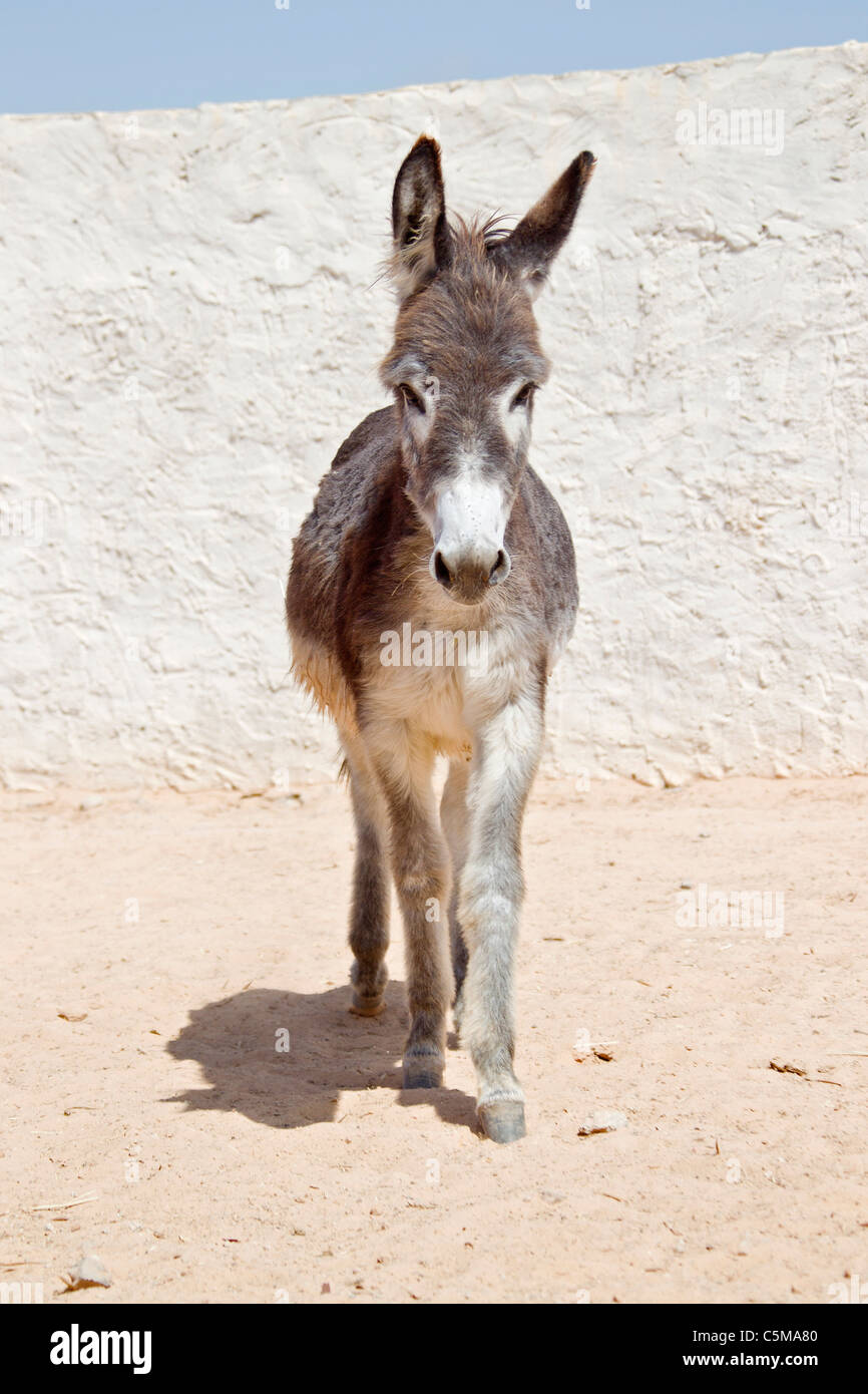 Mule - standing Stock Photo - Alamy