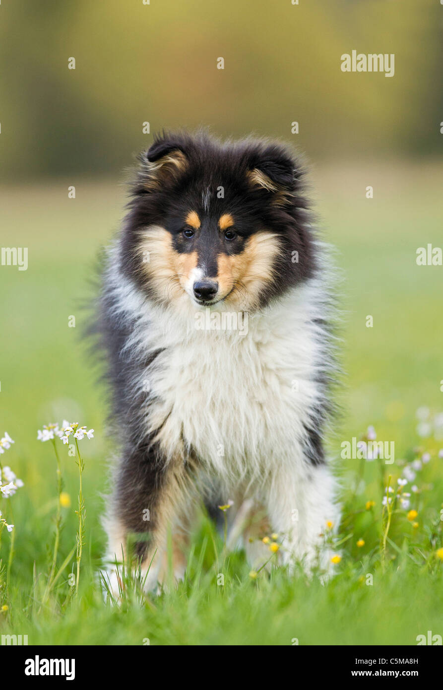 Collie dog - puppy sitting on meadow Stock Photo - Alamy
