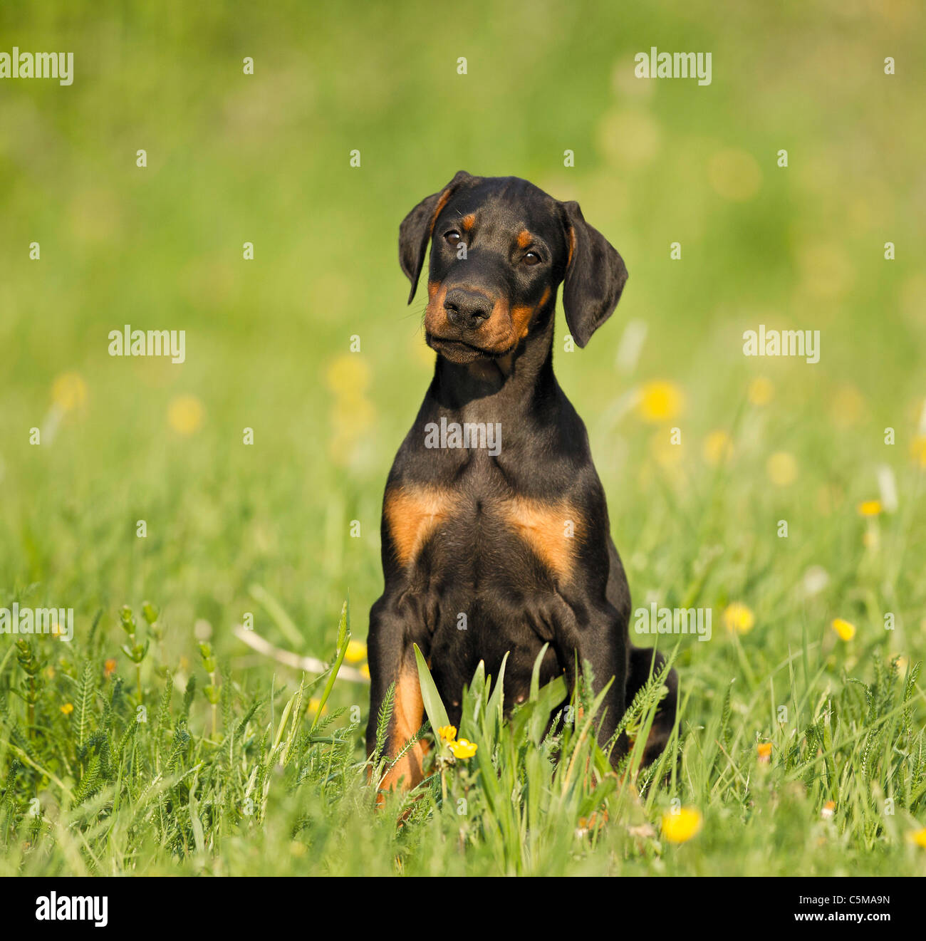 Doberman Pinscher. Puppy sitting on a meadow Stock Photo - Alamy