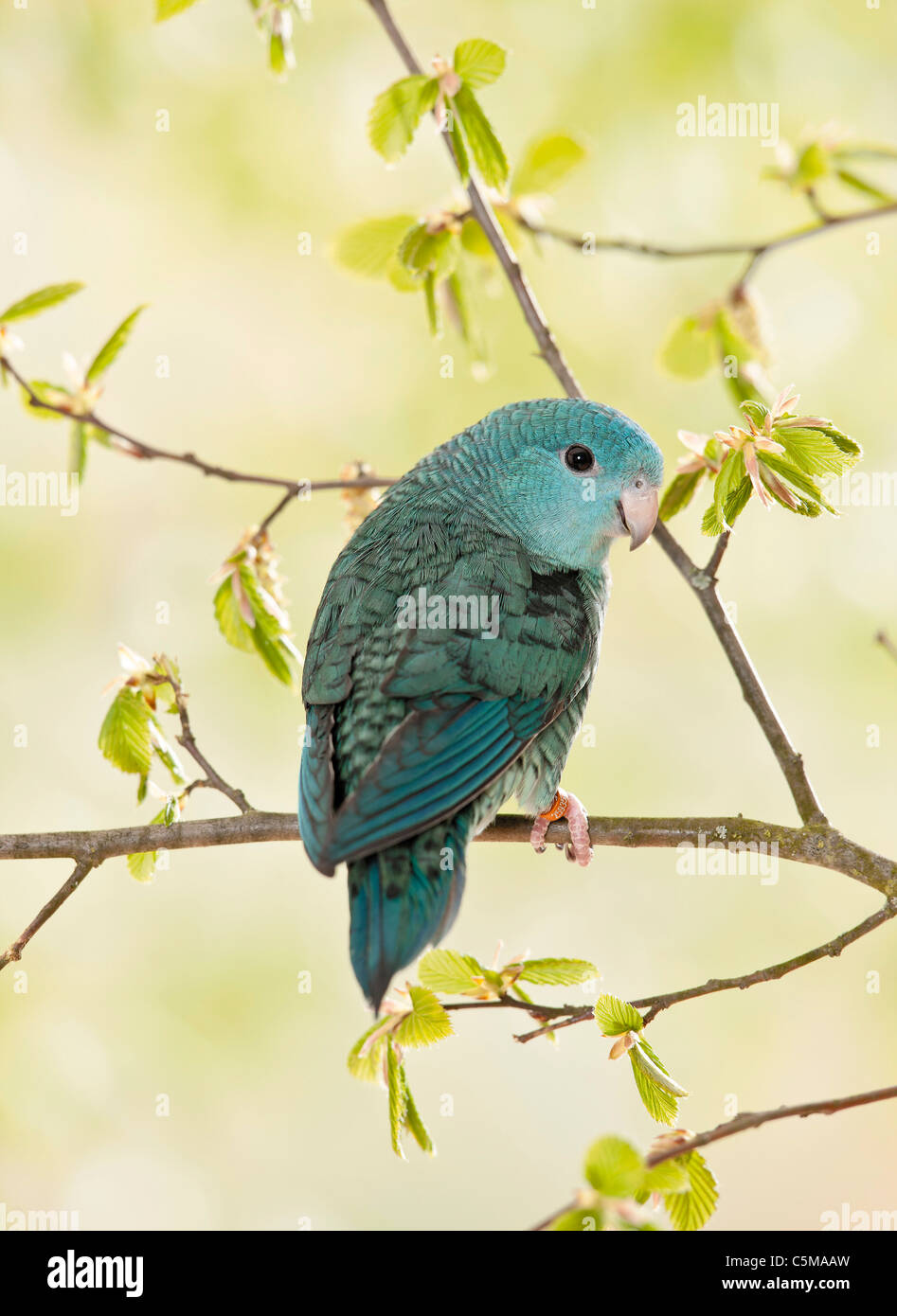 Catherine parakeets hi-res stock photography and images - Alamy