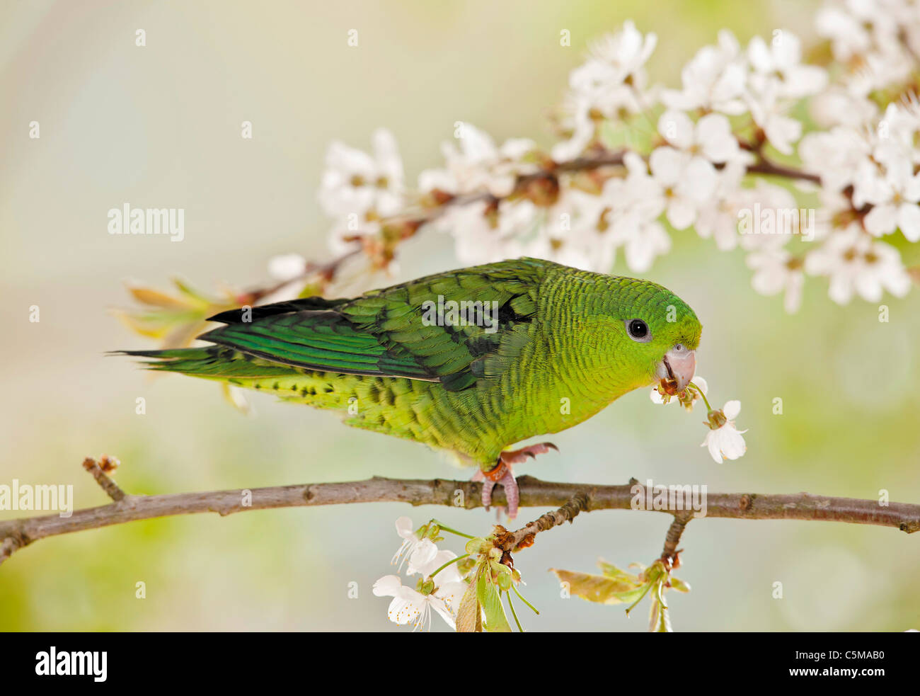 Catherine parakeets hi-res stock photography and images - Alamy