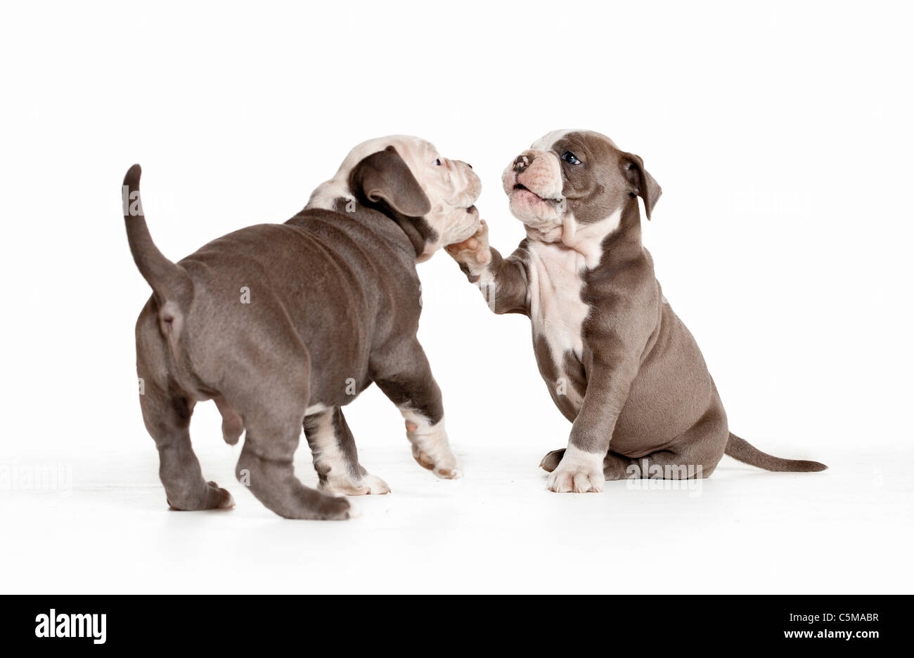 English Bulldog two puppies playing Stock Photo - Alamy