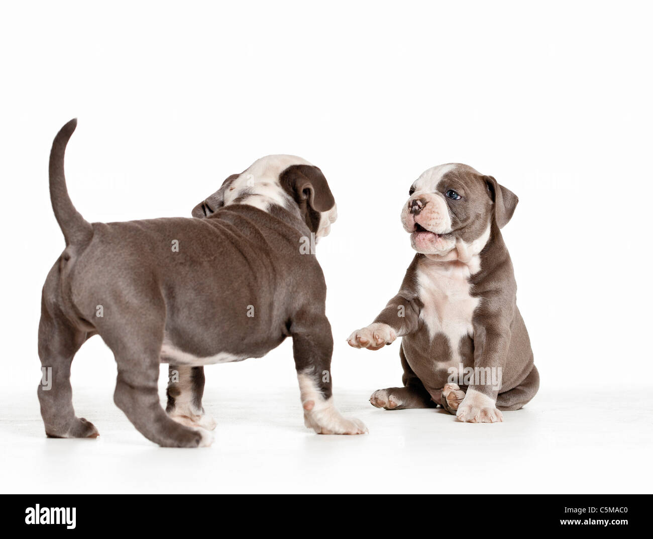 English Bulldog two puppies playing Stock Photo - Alamy