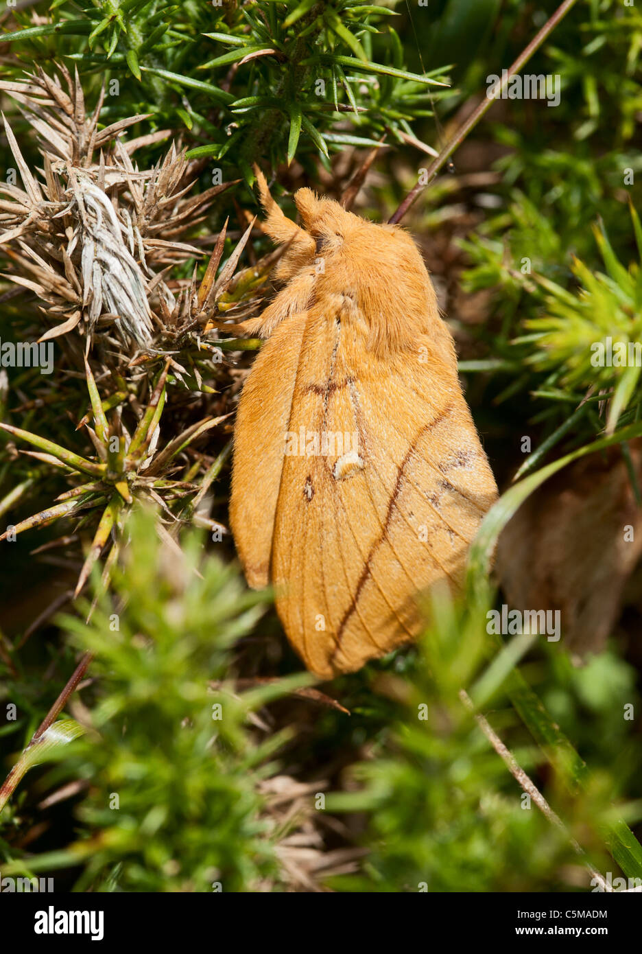 Female oak eggar moth hi-res stock photography and images - Alamy