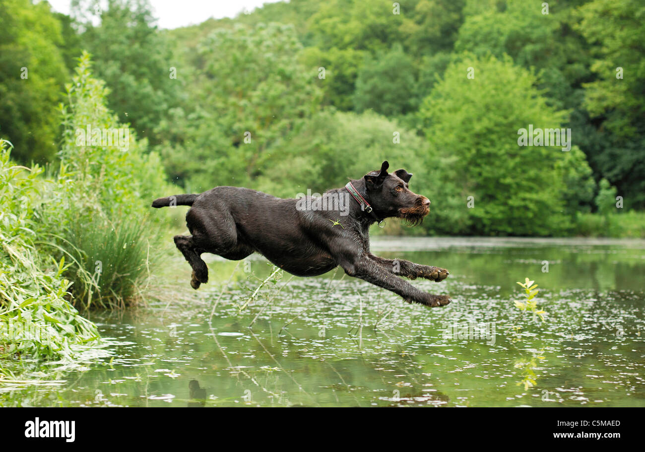 German Wirehaired Pointer. Adult dog jumping into water Stock Photo - Alamy