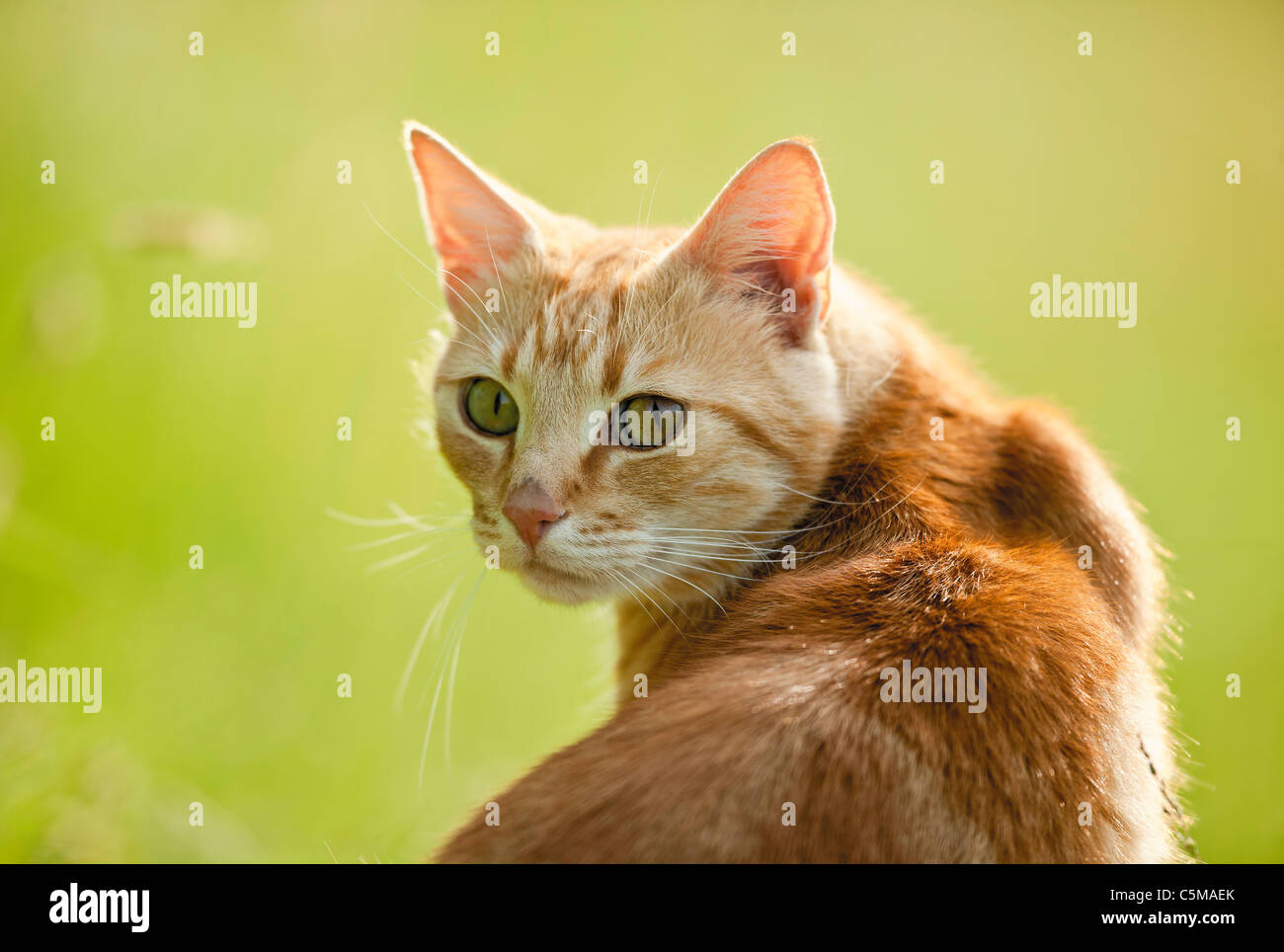 domestic cat looking back, portrait Stock Photo - Alamy