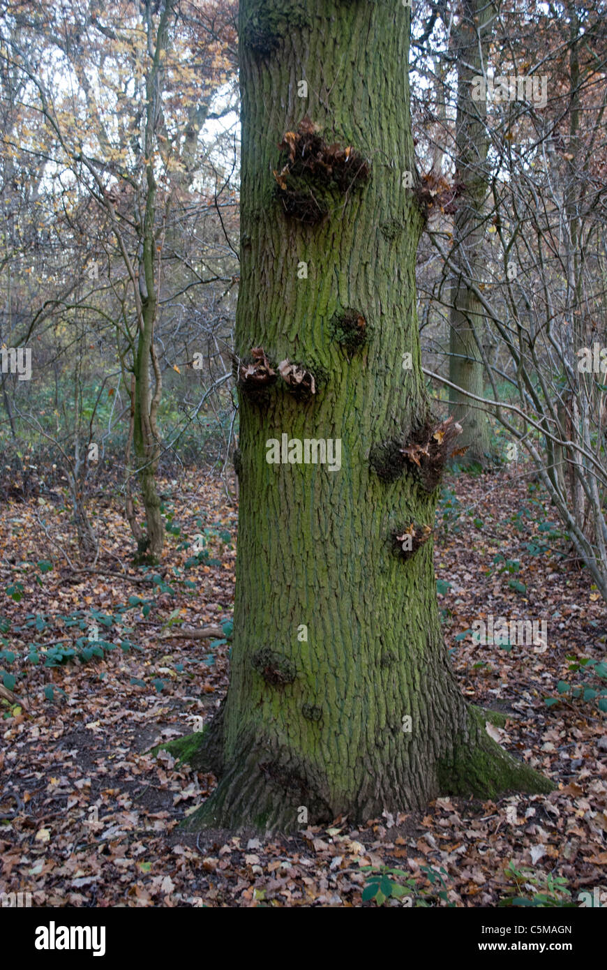 Trunk of oak tree in woods with autumn leaves on the ground Stock Photo ...