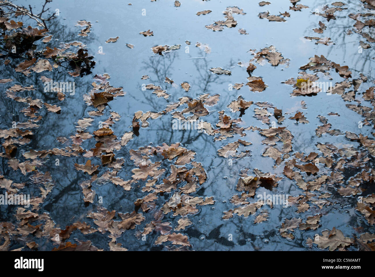 Float oak leaves hi-res stock photography and images - Alamy