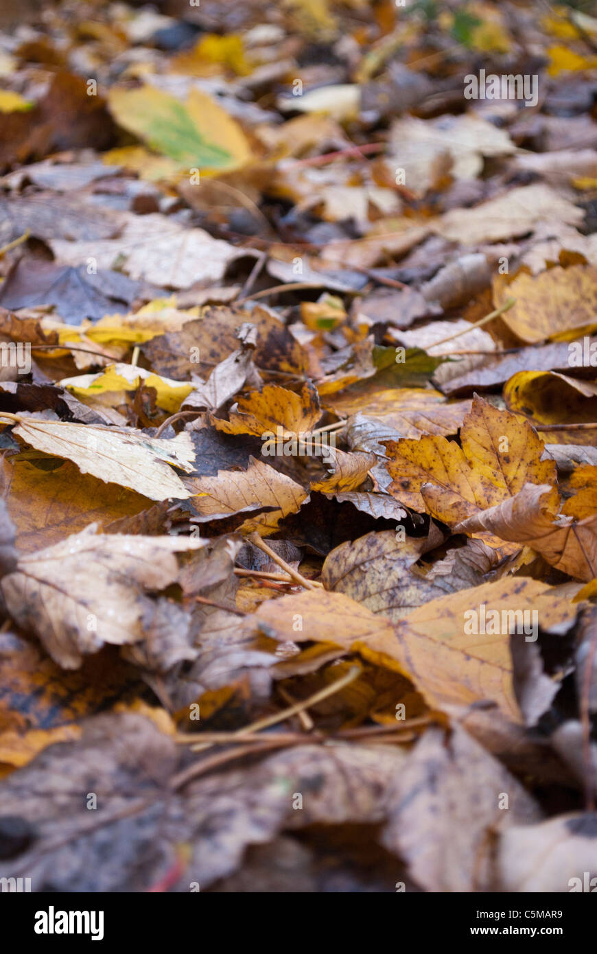 Brown autumn leaves Stock Photo - Alamy