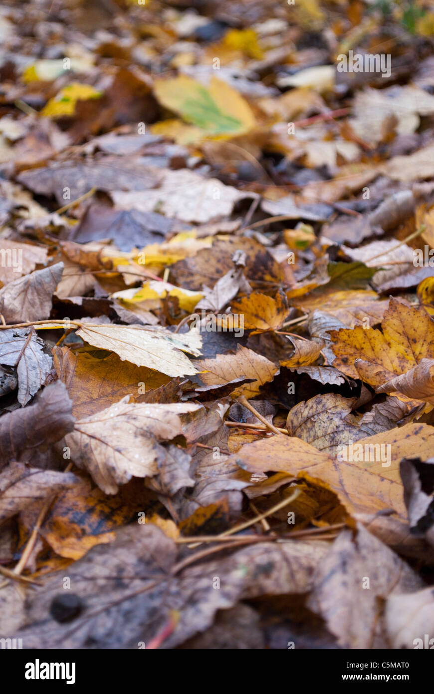 Brown Autumn leaves Stock Photo - Alamy