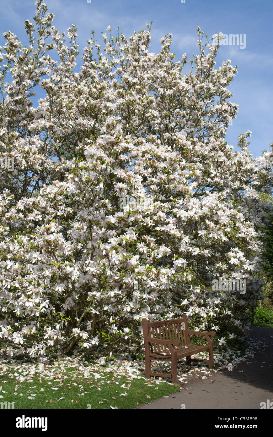Full bloom royal victoria park hi-res stock photography and images - Alamy