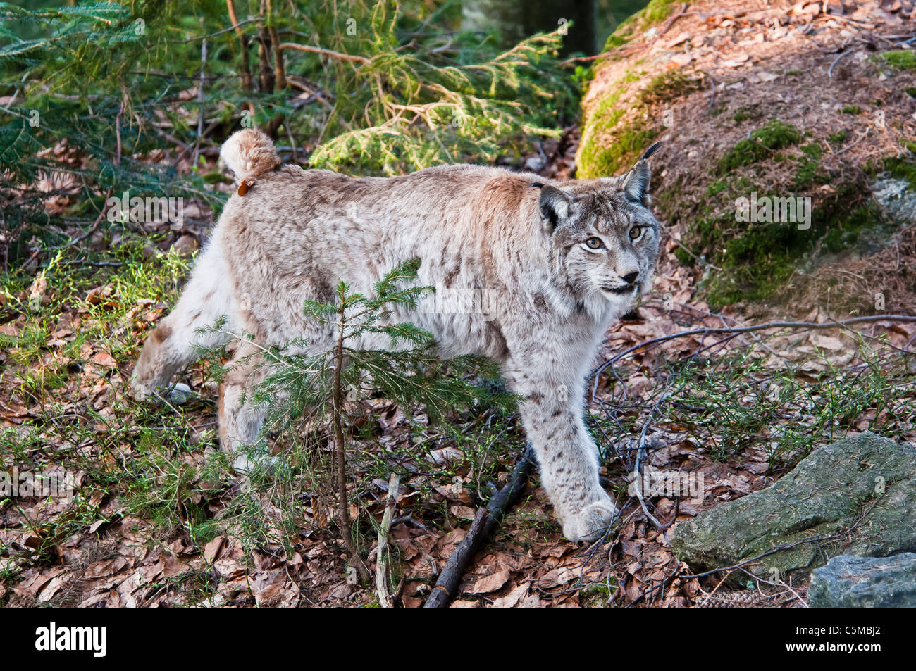 Eurasian Lynx, Lynx lynx, in a natural environment Stock Photo - Alamy