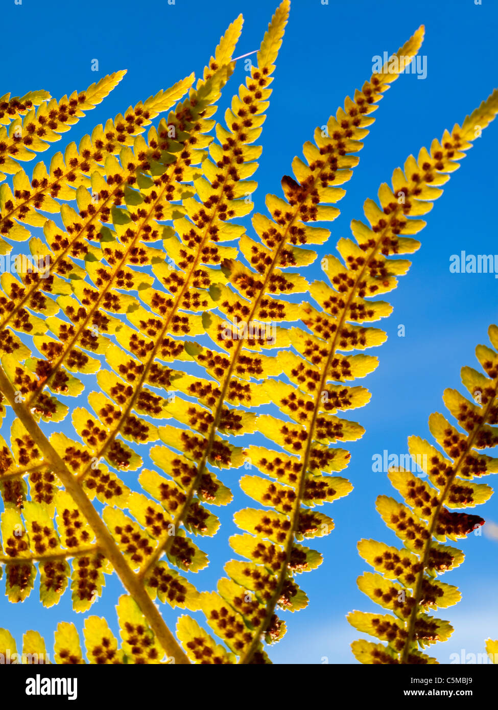 Pteridophyta hi-res stock photography and images - Alamy