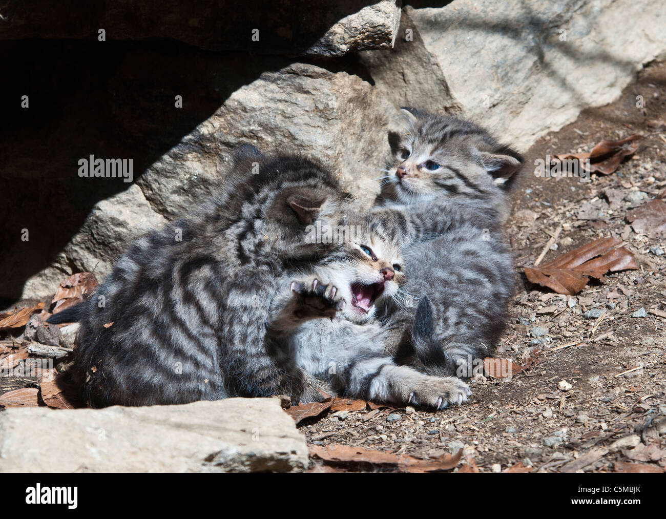 European wildcat forest wildcat felis hi-res stock photography and ...
