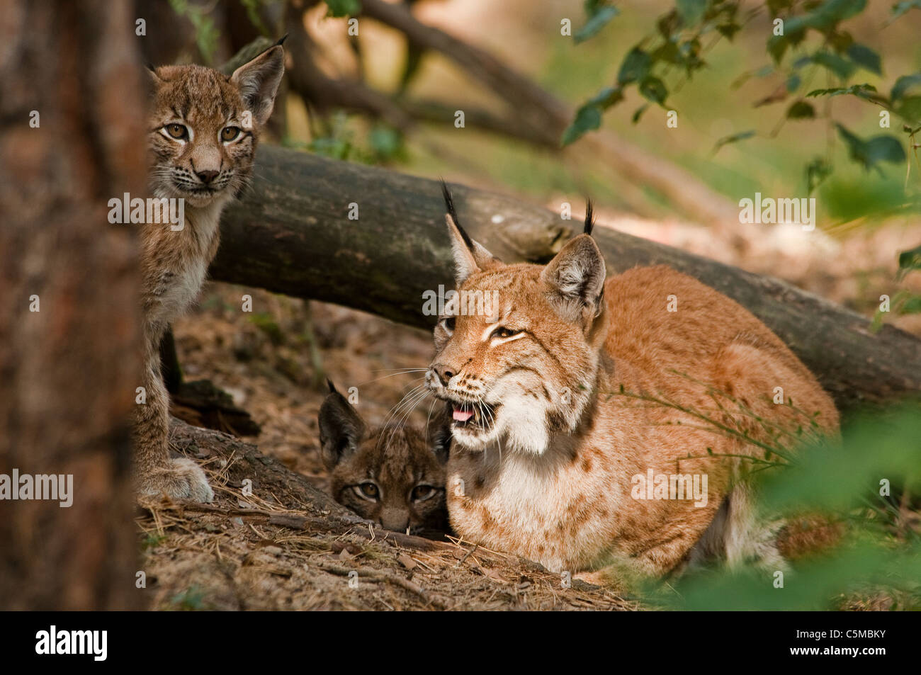 Lynx Baby High Resolution Stock Photography and Images - Alamy