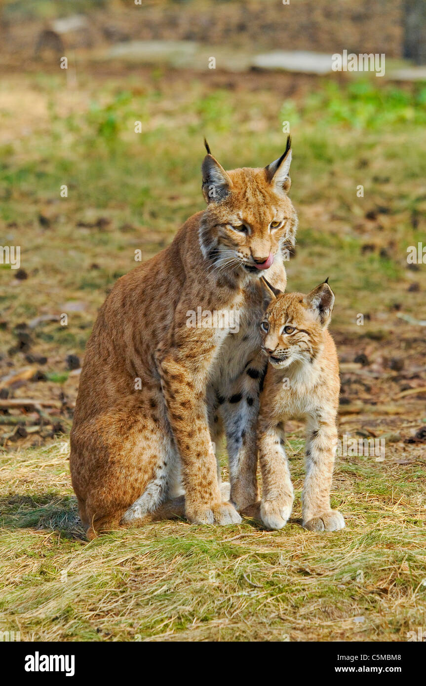 Baby lynx hi-res stock photography and images - Alamy