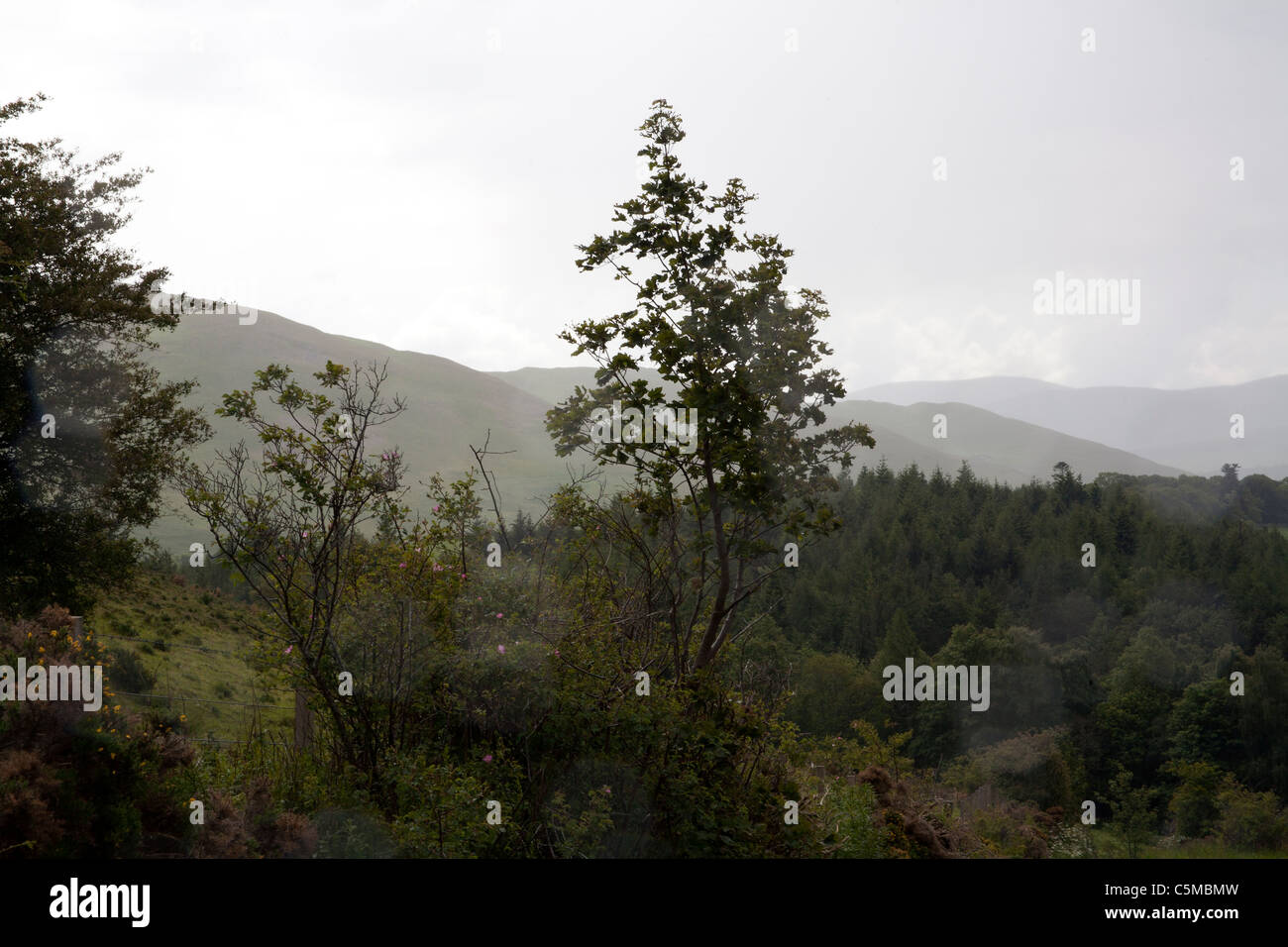 Trees in the rain in the countryside around Peebles Scotland UK Stock ...
