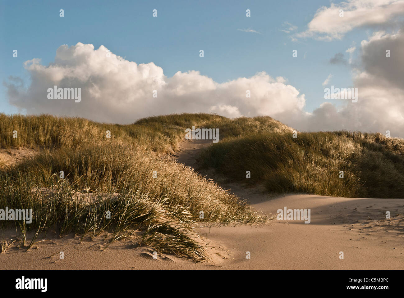 European Marram Grass, Ammophila arenaria, on a dune near the North Sea ...