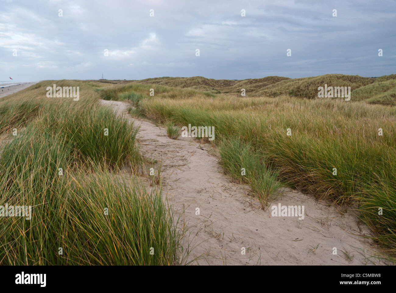 European Marram Grass, Ammophila arenaria, on a dune near the North Sea ...